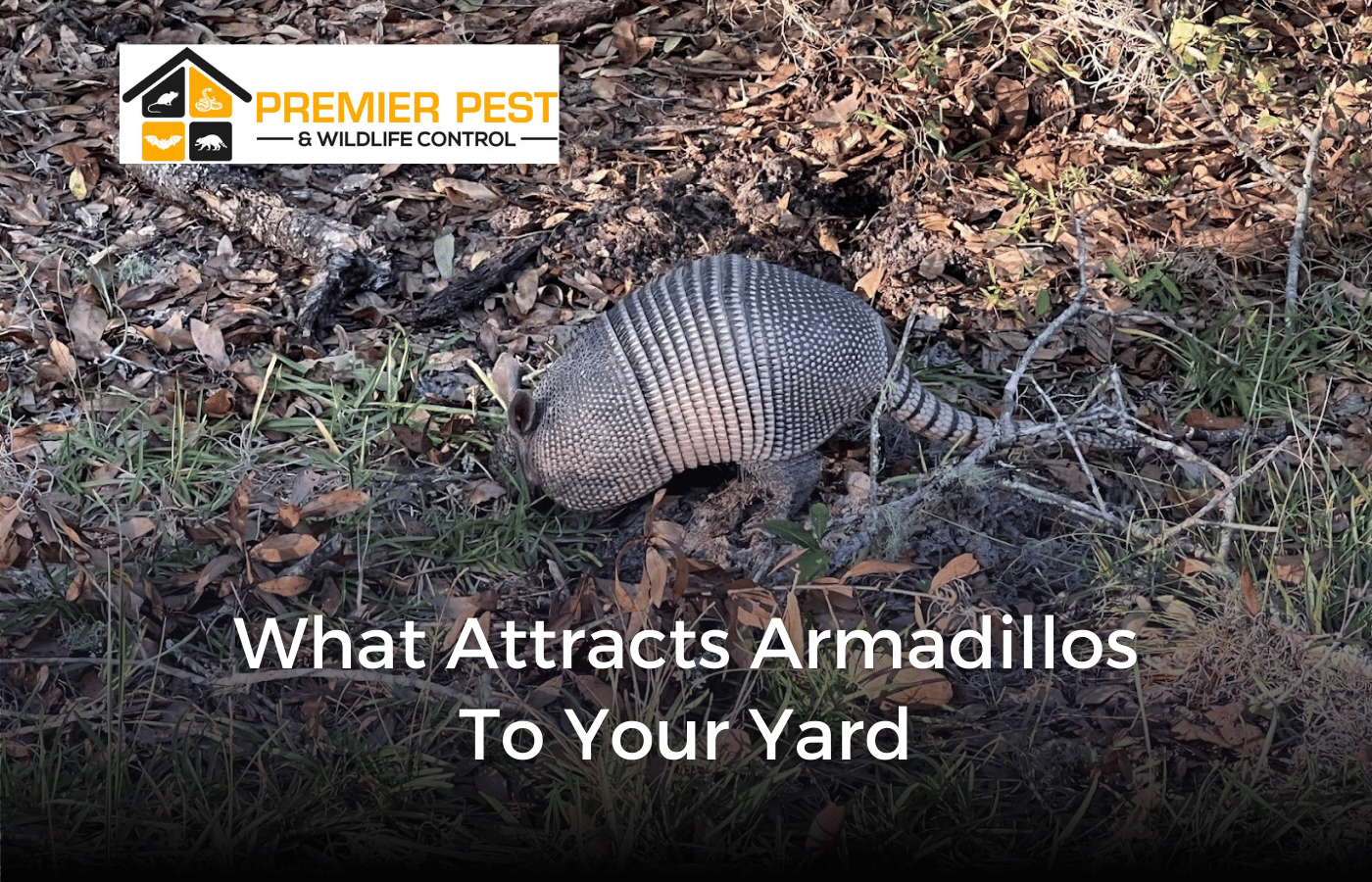 What Attracts Armadillos to Your Yard