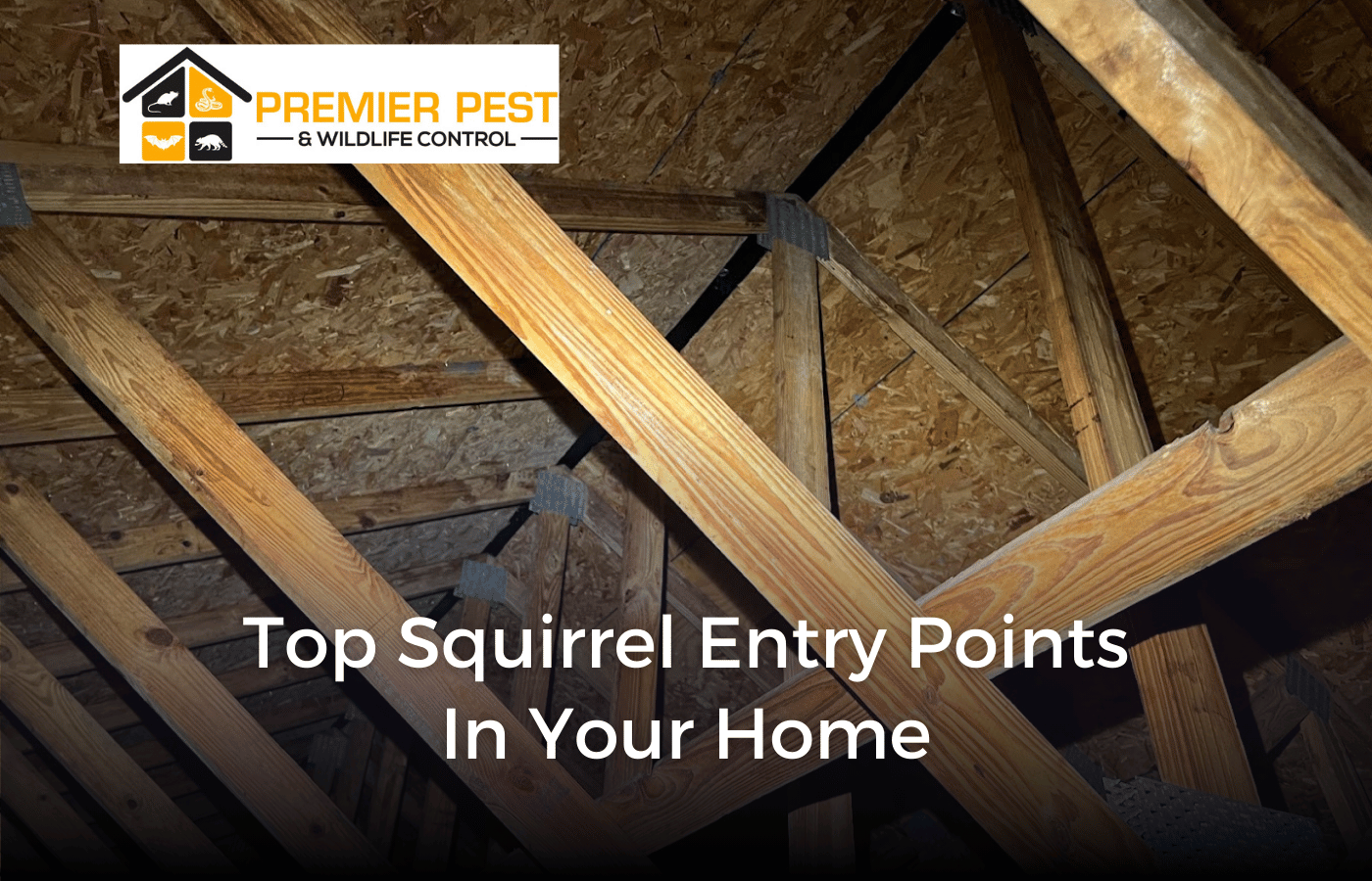 Top Squirrel Entry Points in Your Home