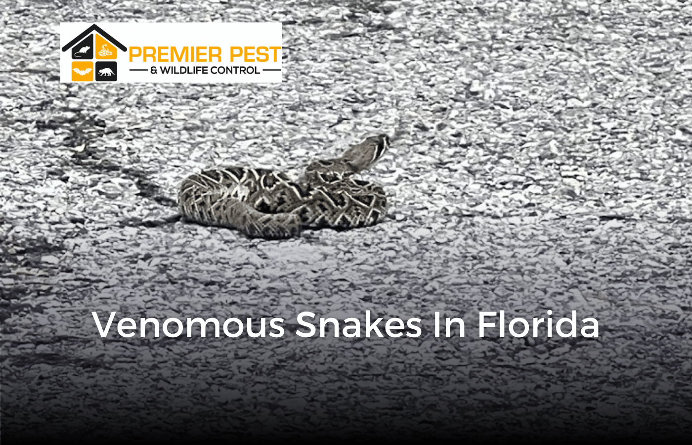 Venomous Snakes in Florida